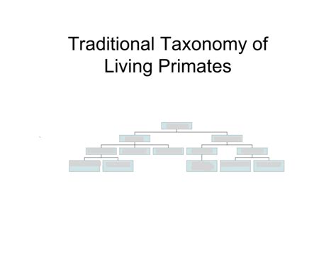 Traditional Taxonomy Of Living Primates Part 2 Diagram Quizlet