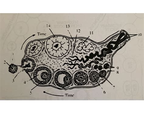 Ovary Cross Section Quiz