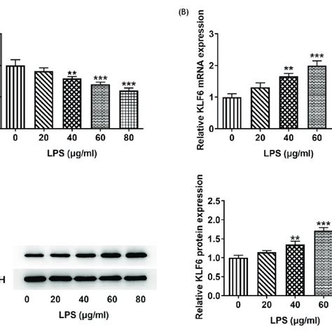 Klf6 Expression Was Increased In Lps Induced Type Ii Alveolar