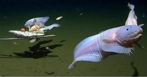 日 해저 8천336m 역대 가장 깊은 곳에서 심해어 발견