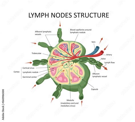 Lymph Node Structure Medical Educational Science Vector Illustration Stock Vector Adobe Stock