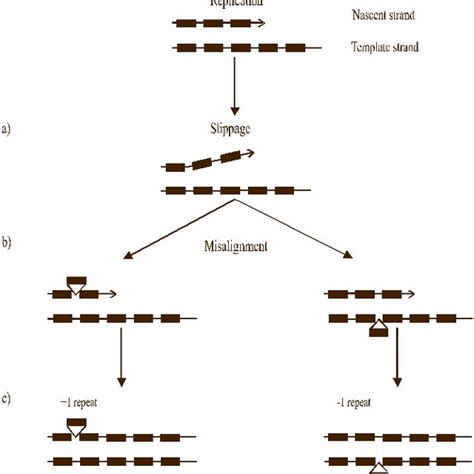 3 Model Of Mutation Process At Microsatellite Loci A Slippage Of The Download Scientific