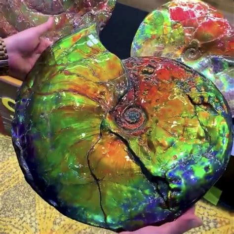 20 Mesmerizing Opals And Opalized Objects Ebaums World