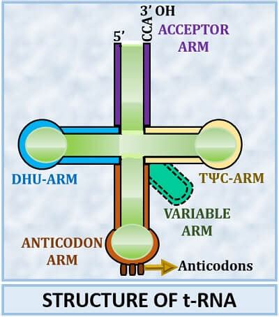 Transfer Rna Structure