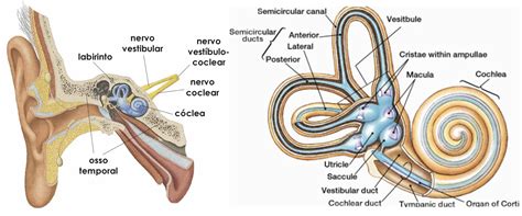 El Sistema Vestibular Y La Hiperactividad