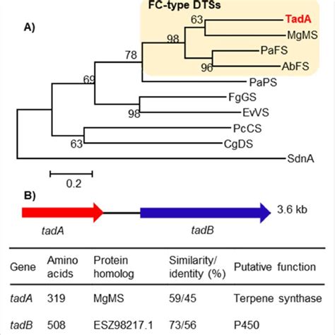 Bioinformatics Analysis Of The Tad Cluster A Phylogenetic Tree Of Download Scientific Diagram