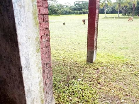 মানপাশা বালিকা মানপাশা বালিকা মাধ্যমিক বিদ্যালয়।