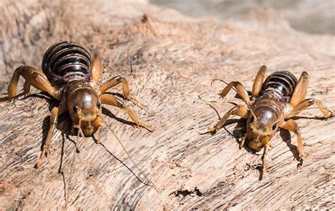 Jerusalem Cricket Facts Go Forth Home Services