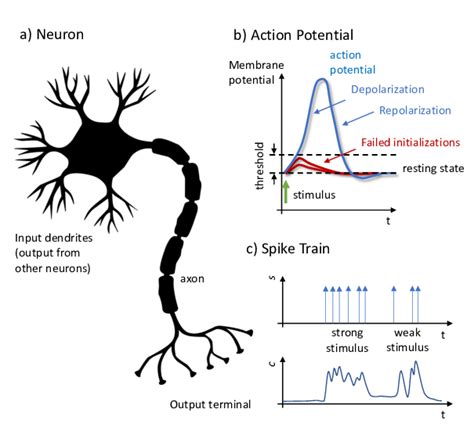 Illustration Of A Neuron B Action Potential And C Spike Download Scientific Diagram
