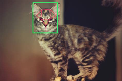 Github Marandopycatfd Cat Facial Detection And Landmark Recognition