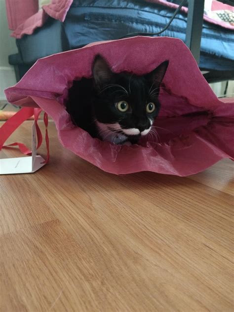 My Goofy Girl Waiting To Ambush Her Sister Scrolller