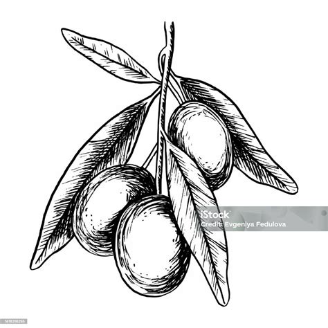 나뭇잎과 과일과 올리브 가지입니다 스케치 스타일의 벡터 그림입니다 조각 흰색 배경에 격리되어 있습니다 포장 디자인 결혼식 문구류 인사말 배경 화면 및 초대장 0명에 대한