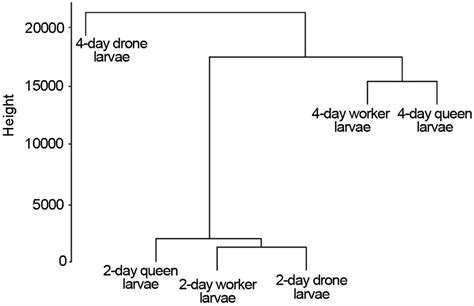 The Gene Clustering Tree Of 2 And 4 Day Drone Worker And Queen Larvae Download Scientific