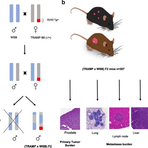 Schematic Outline Of Mouse Experimental Study A Mouse Breeding Download Scientific Diagram