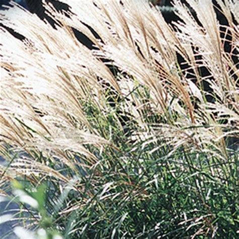 Fire Dragon Maiden Grass Miscanthus Sinensis Fire Dragon