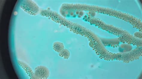 Close Up Cloning Bacteria Seamless Loop 48233318 Stock Video At Vecteezy