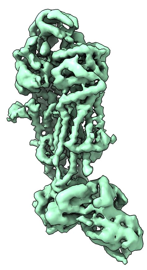 Structure Of Human Abca4 A Crucial Transporter For Ocular Function In