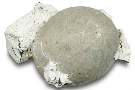 345 Cretaceous Echinoid Fossil With Flint Chert England 252171 For Sale 345 Cretaceous Echinoid Fossil With Flint Chert England 252171 For Sale