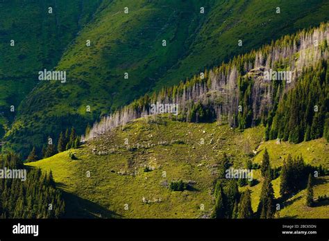 Tree Pest Hi Res Stock Photography And Images Alamy