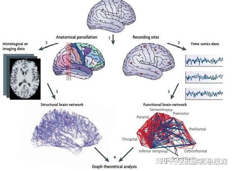 脑连接与脑网络：探索神秘大脑的两把钥匙 知乎