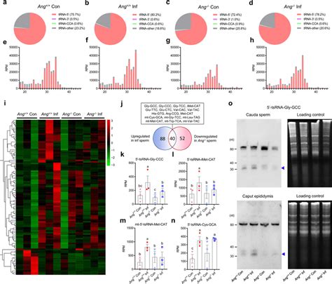 Sperm Tsrnas Profile In Inflammatory And Ang Deleted Mice Male Ang Download Scientific