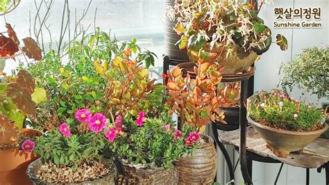 겨울철 베란다 식물 관리법 이렇게 추운 겨울에도 피는 꽃이 있다고~ 💙 Youtube