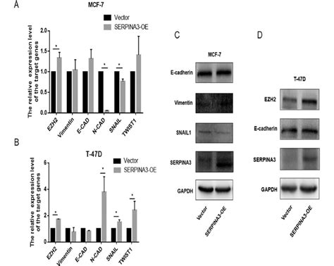 The Influence Of Serpina3 Overexpression On Epithelialmesenchymal