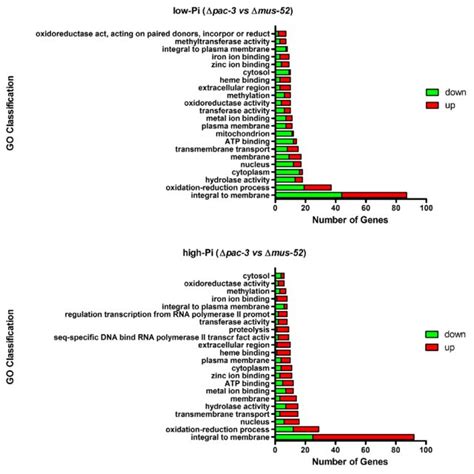 Gene Ontology Based Functional Categorization Of The Most