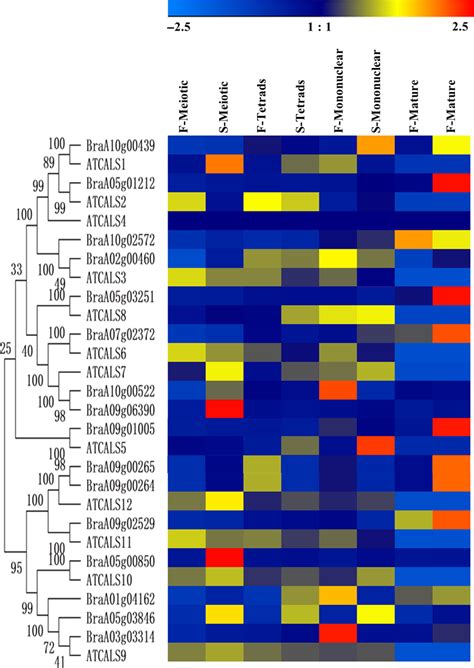 Expression Patterns Of Callose Gsl Genes At Different Floral