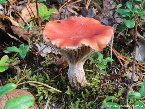 Gomphidius Roseus Mushroom World