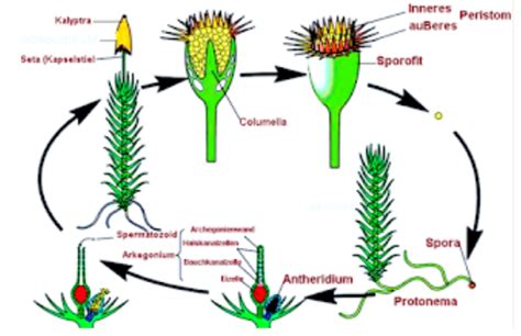 Metagenesis Lumut Penjelasan Skema Fase Proses Dan Gambar