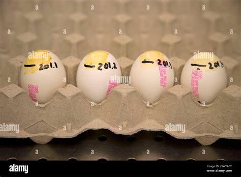 Embryonated Eggs Laboratory Of Bio Safety Level P3 Departamento De