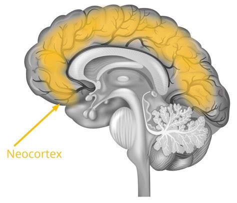 Neocortex Feelings Emotions Feelings And Emotions