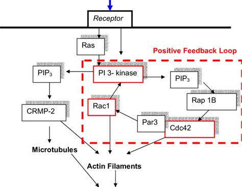 4 Intracellular Positive Feedback Loop For Neuron Polarization