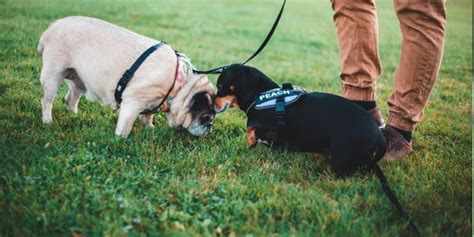Why JSON Is Better Than Microdata Puglet Digital