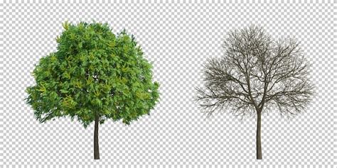 Premium Psd 3d Rendering Tree Isolated Cut Background