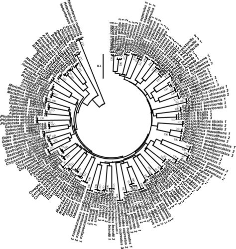 neighbor joining tree based on kimura two parameter distance with