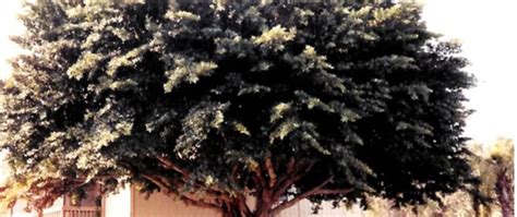 What Happens If You Don T Trim Your Trees Tim S Tree Service