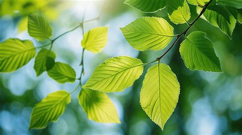 أوراق جميلة على صورة شجرة ورقة الشجر طبيعة سجية كف صورة الخلفية
