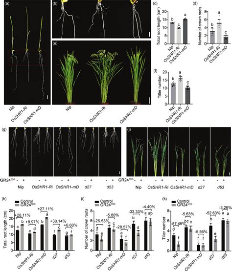 Strigolactones Regulate Sugar Allocation To Control Rice Tillering And