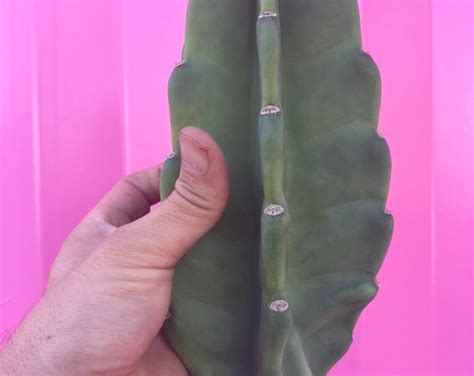Cereus Peruvianus Peruvian Apple Cactus Cutting Etsy