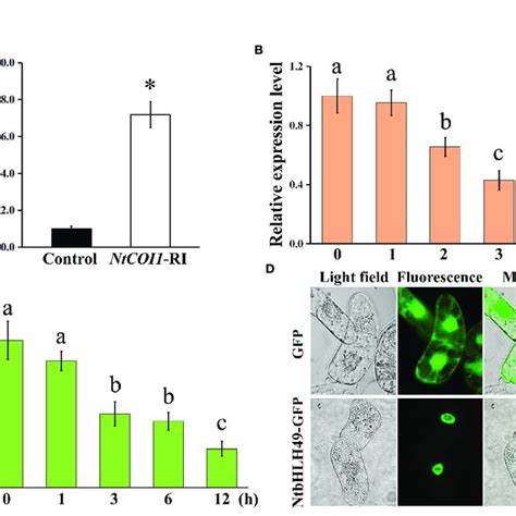 Gene Expression Pattern And Subcellular Localization Of Ntbhlh49 A