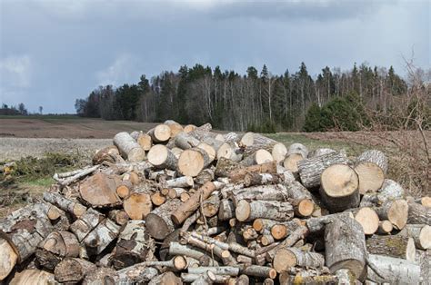 나무로 되는 통나무도 마와 시골 오두막에서 겨울을 위한 난방 물자를 만들기에 대 한 준비의 큰 힙 갈색에 대한 스톡 사진 및 기타 이미지 Istock