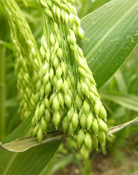 Panicum Miliaceum L Subsp Miliaceum Sistema Informativo Sulla Flora