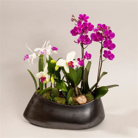 [일상첨화 서양난 난종류 고급난선물] 선물하기 좋은 서양난 추천 네이버 블로그