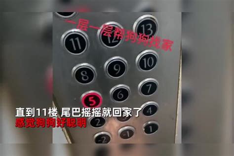 送奶小哥遇走丢狗子 乘电梯一层一层帮其找家 到11楼摇摇尾巴离开电梯离开