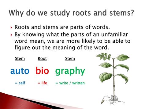 Ppt Greek And Latin Roots And Stems Powerpoint Presentation Free