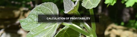 Treeman Calculation Of Profitability