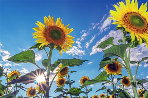 해바라기 밭과 초원 해바라기와 식물성 기름에 대한 광고의 사진 식물학 기름 씨앗의 재배 수확 시간 해바라기 씨앗 햇볕에 꽃