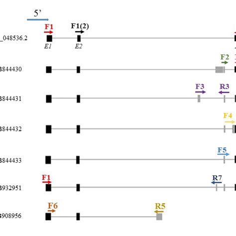 the image depicts a schematic view of the location of the primers
